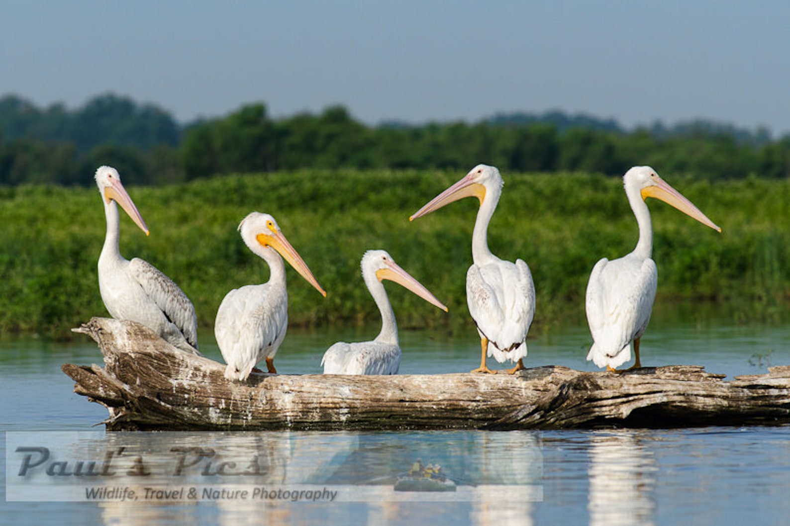 Pelicans on Log 8x12 Fine Art Photograph G3884 Wildlife - Etsy