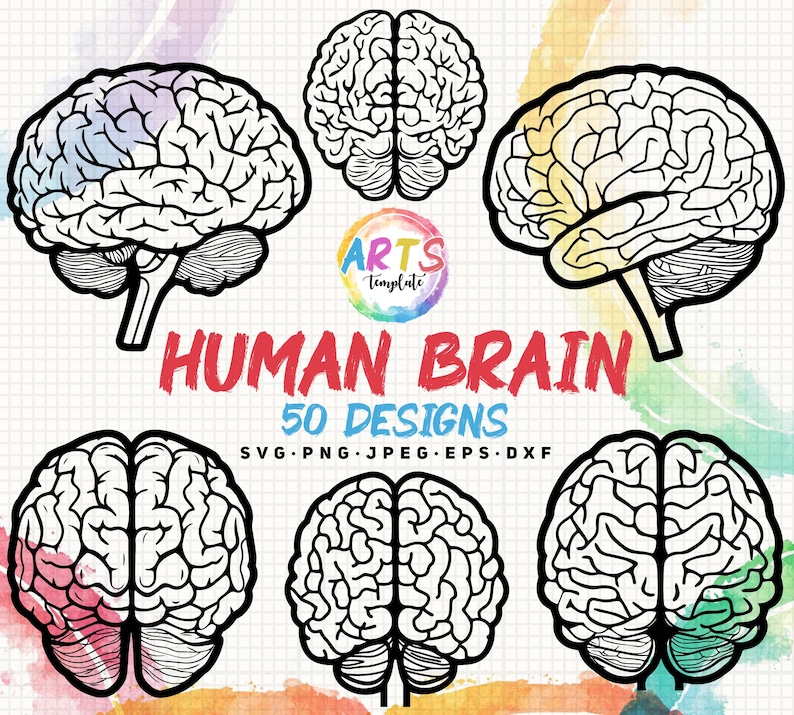 Human Brain Bundle Svg Png Jpeg Eps Dxf Bundle Silhouette Clipart ...