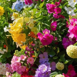 Vibrant Garden of Blooming Colors. - Etsy