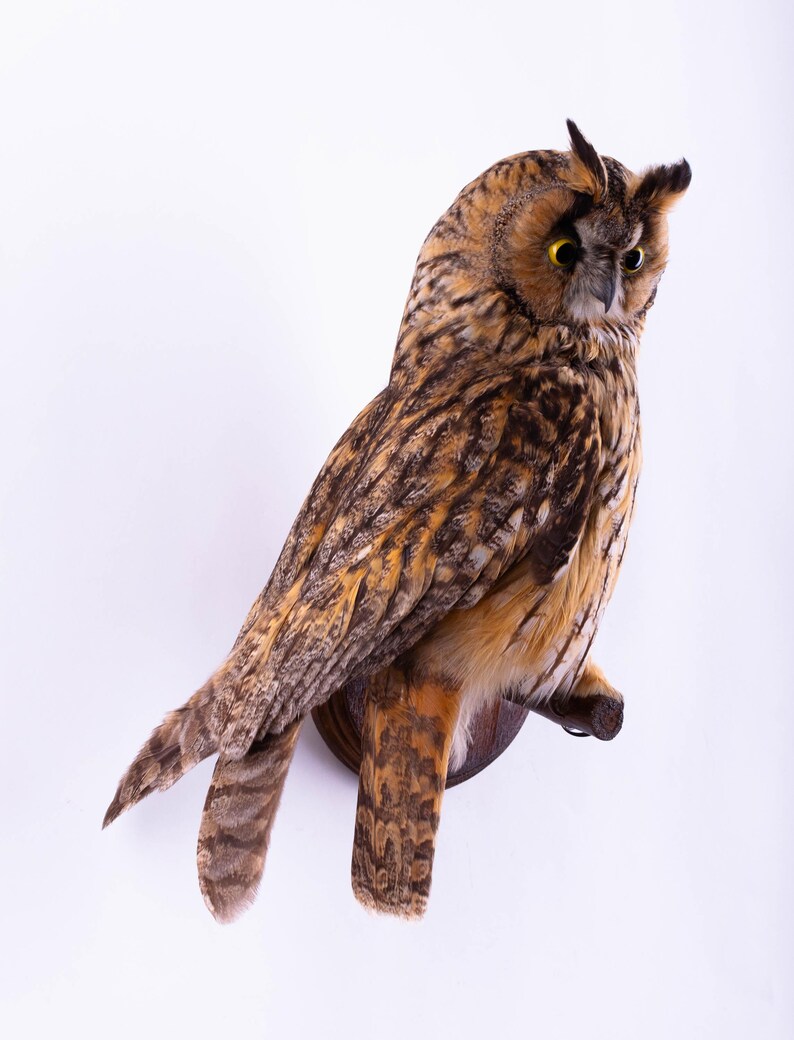 Taxidermy Bird Owl Real Stuffed Animal Wall Mount Predator Bird of Prey ...