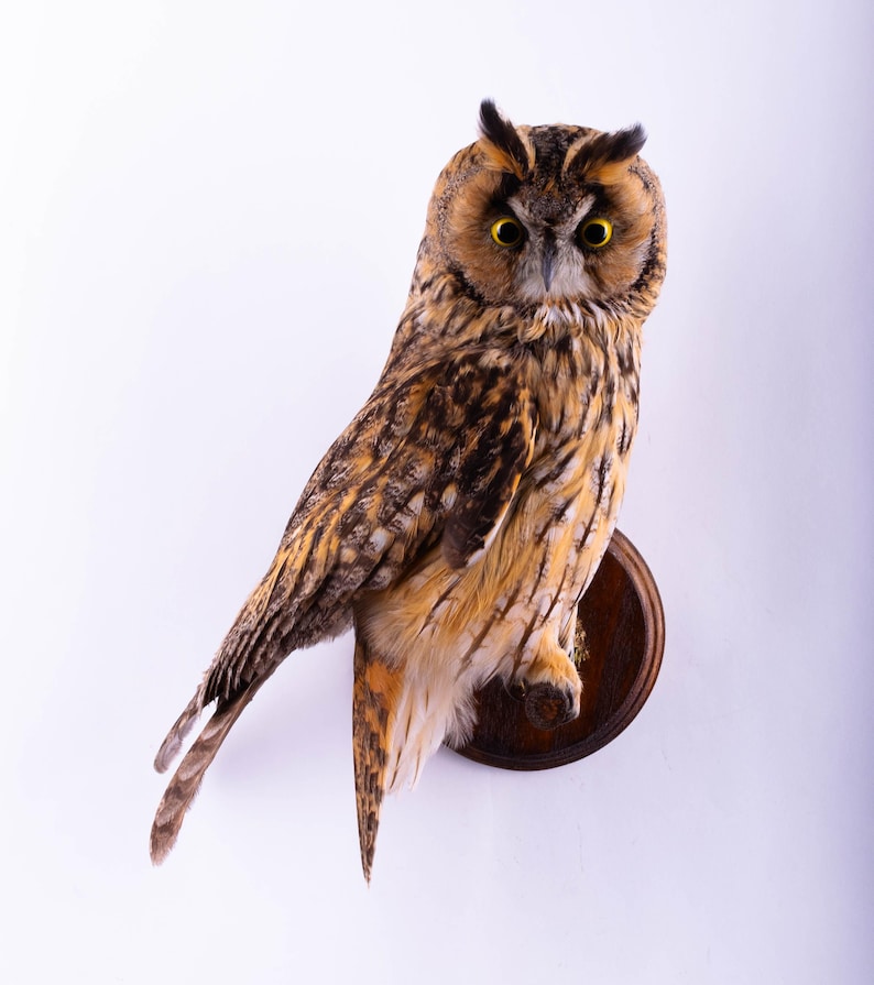 Taxidermy Bird Owl Real Stuffed Animal Wall Mount Predator Bird of Prey ...