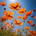 Cosmos - Sulfur Diablo - Flower Seeds - Etsy