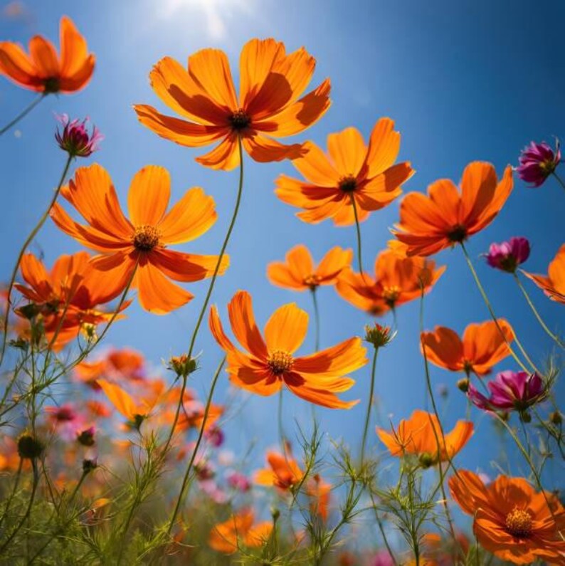 Cosmos - Sulfur Diablo - Flower Seeds - Etsy