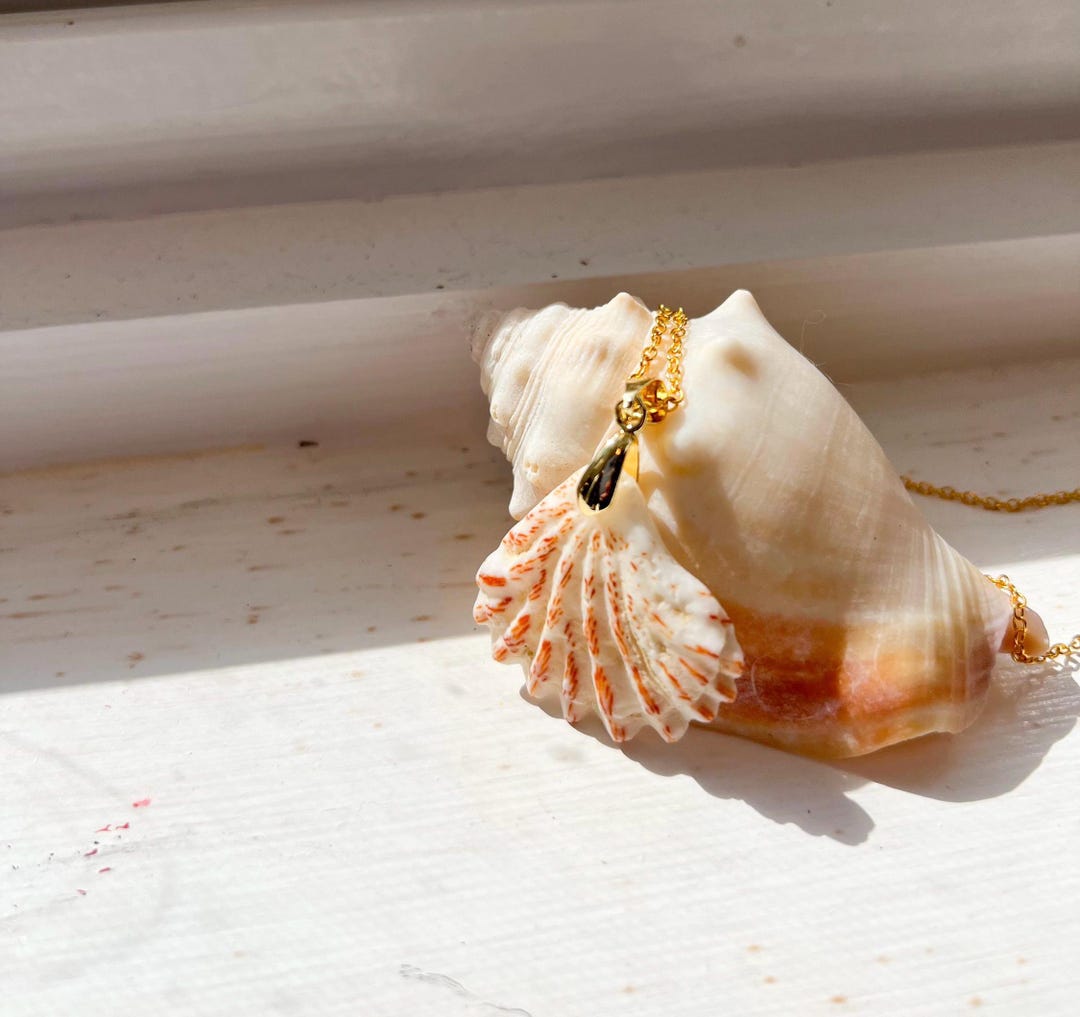 Unique Giant Kitten’s Paw Shell Gold Necklace | Kitten Paw Gold Pendant ...