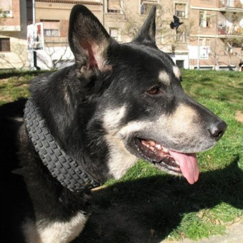 Bike Tyre Dog Collar - Ethical Upcycled Rubber Bike Tyre - Waterproof ...