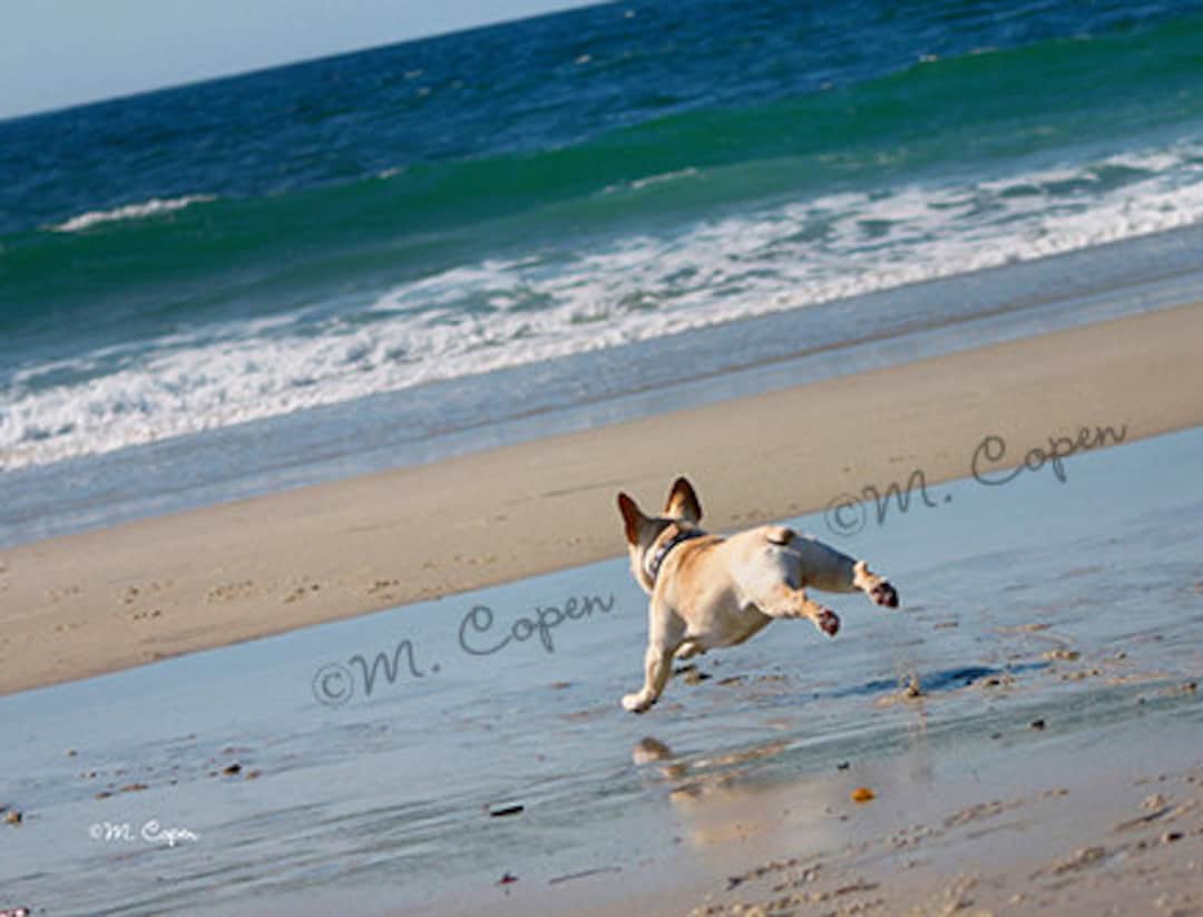 Beach Bound French Bulldog, Ocean Frenchie, Fawn Frenchie at Beach ...