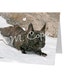 French Bulldog Note Cards - French Bulldog Greeting Cards - Assorted ...