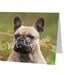 French Bulldog Note Cards - French Bulldog Greeting Cards - Assorted ...