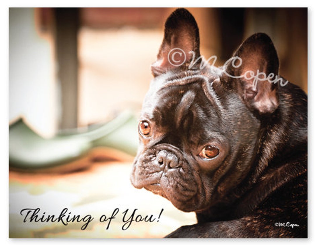 Brindle French Bulldog - "thinking of You!" Brindle Frenchie, Thinking ...