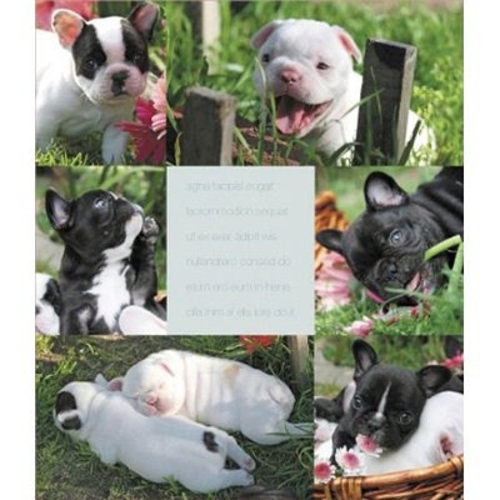 French Bulldog Book: SALE A French Bulldog for Every Season, Hard Cover ...
