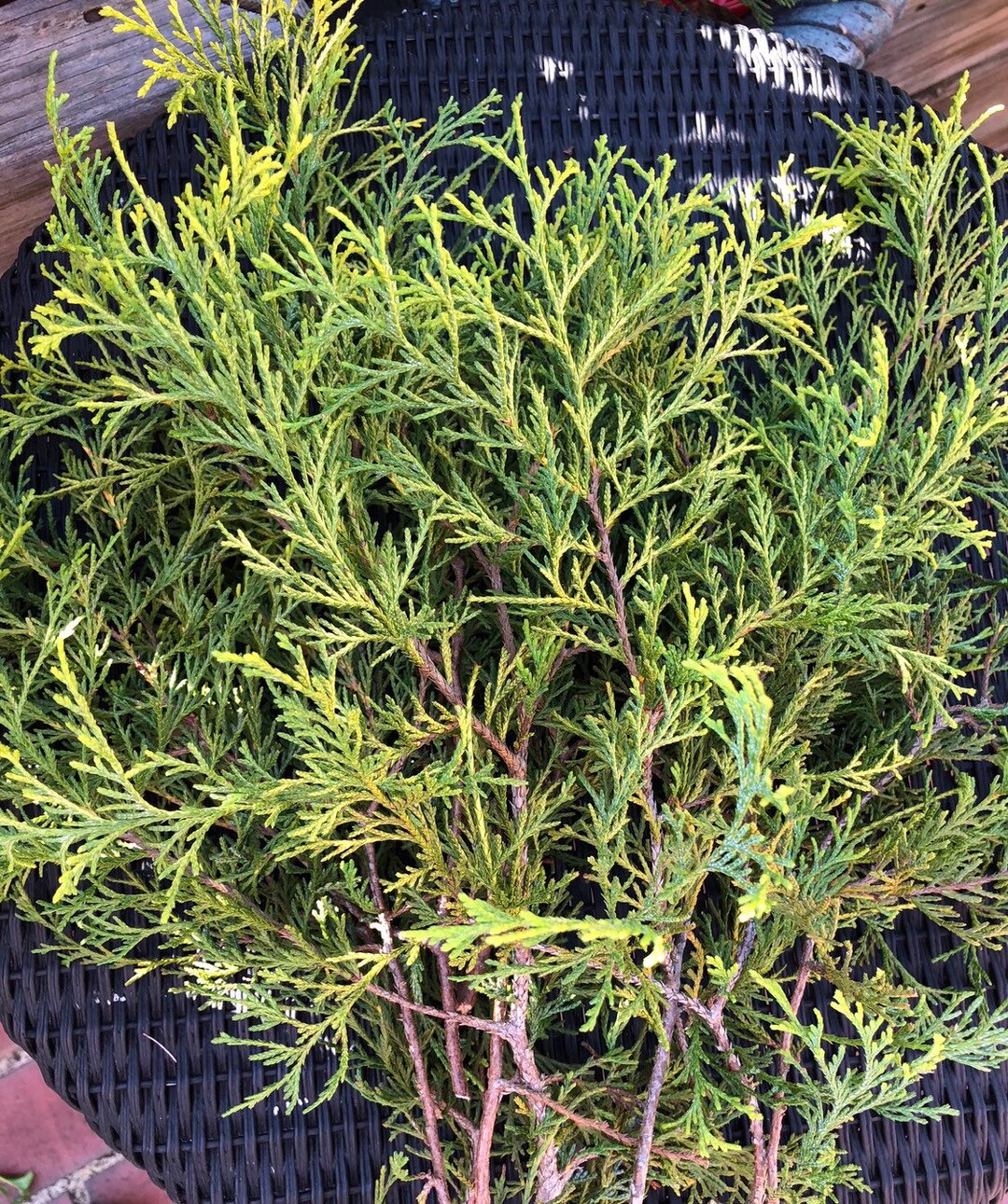 Fresh Cut Greenery for Wreath Making, Golden Threadbranch Cypress Stems ...