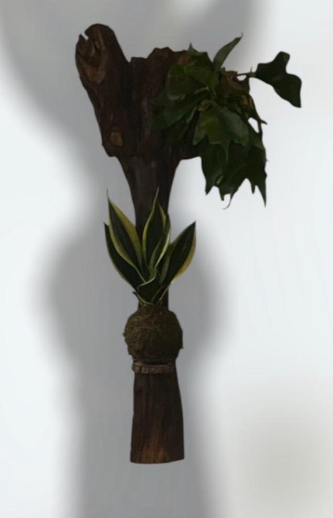 Wood Slab Planter Wall Art (made to Order) All Slabs Come With a Medium ...