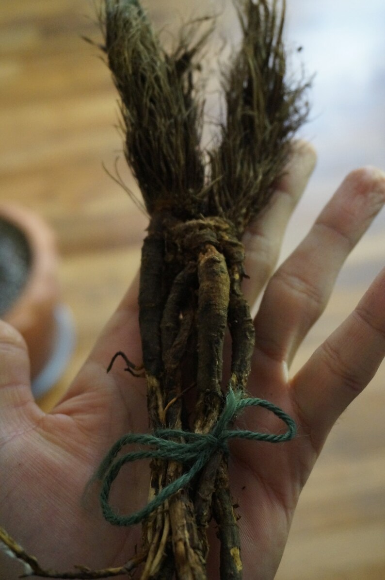 Candied OSHA ROOT- the RECIPE and Method! - Pdf File - Etsy