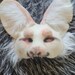 Therian Mask Commissions (feline and Canine) Including Gore! - Etsy