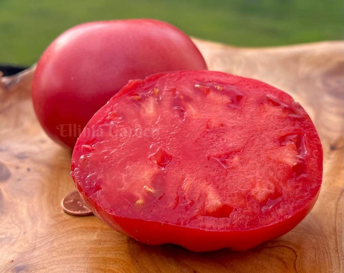 Jarson 20 Tomato Seeds, Poland - Etsy