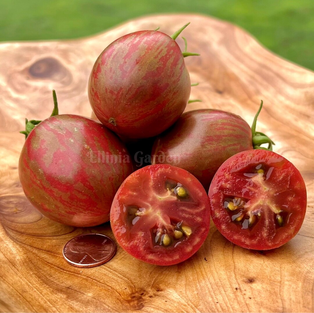 Groovy Tunes Micro Dwarf Tomato Seeds - Etsy