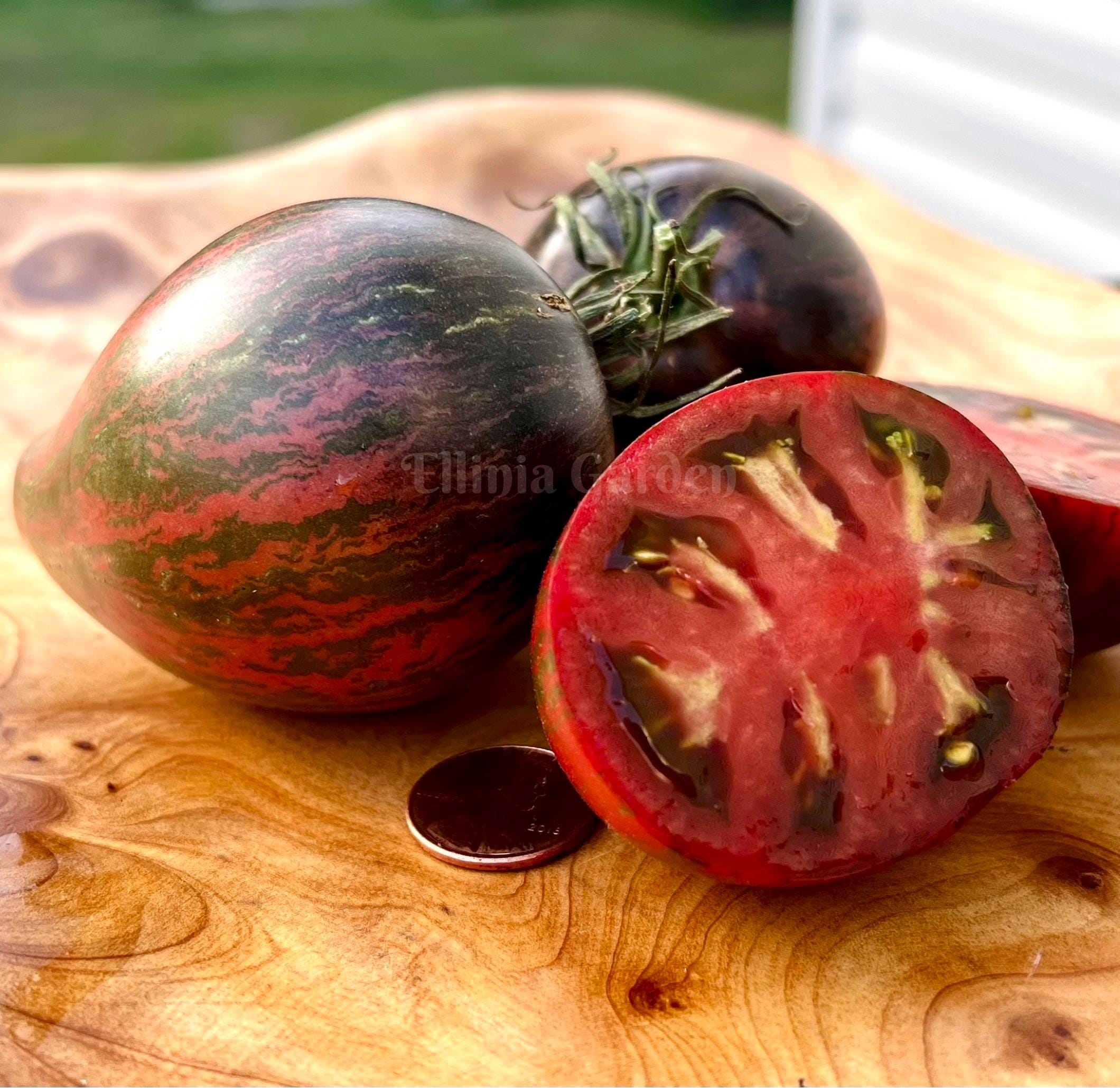 Rebel Starfighter Prime Tomato Seeds - Etsy