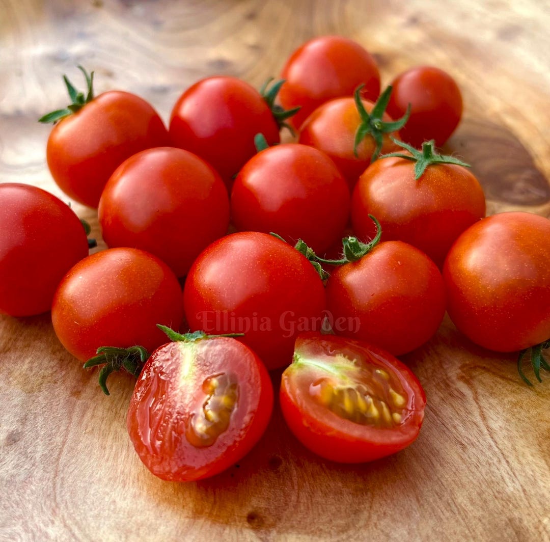 Vilma Micro Dwarf Tomato Seeds - Etsy