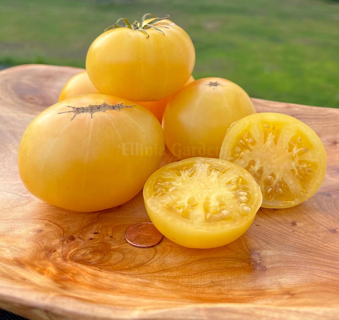 Thorburn's Lemon Blush Tomato Seeds - Etsy