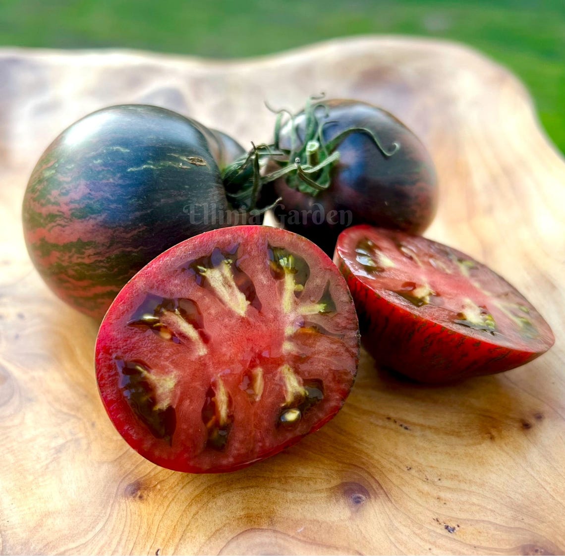 Rebel Starfighter Prime Tomato Seeds - Etsy