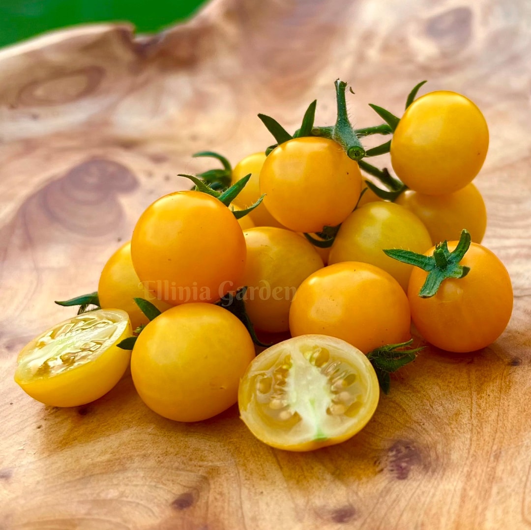 Golden Pearls Micro Dwarf Tomato Seeds - Etsy