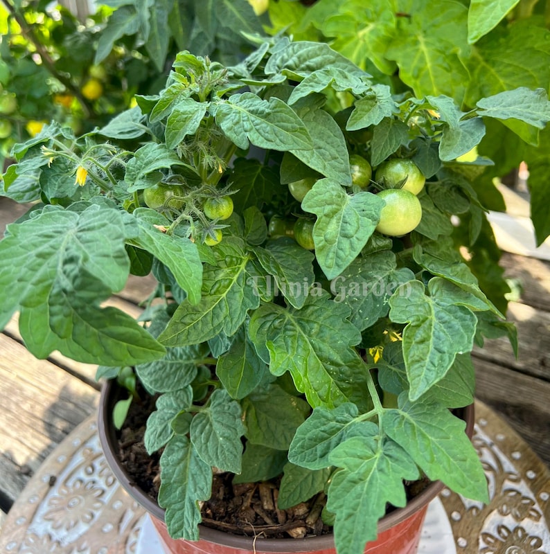 Vilma Micro Dwarf Tomato Seeds - Etsy