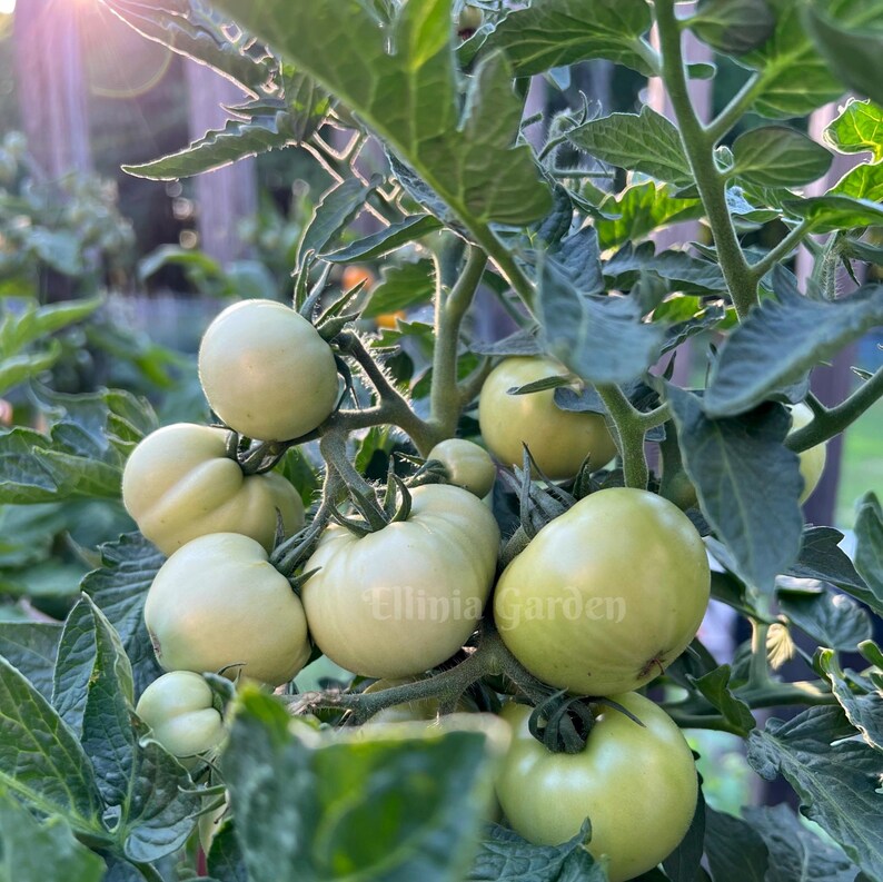 Tiny Totem Micro Dwarf Tomato Seeds - Etsy
