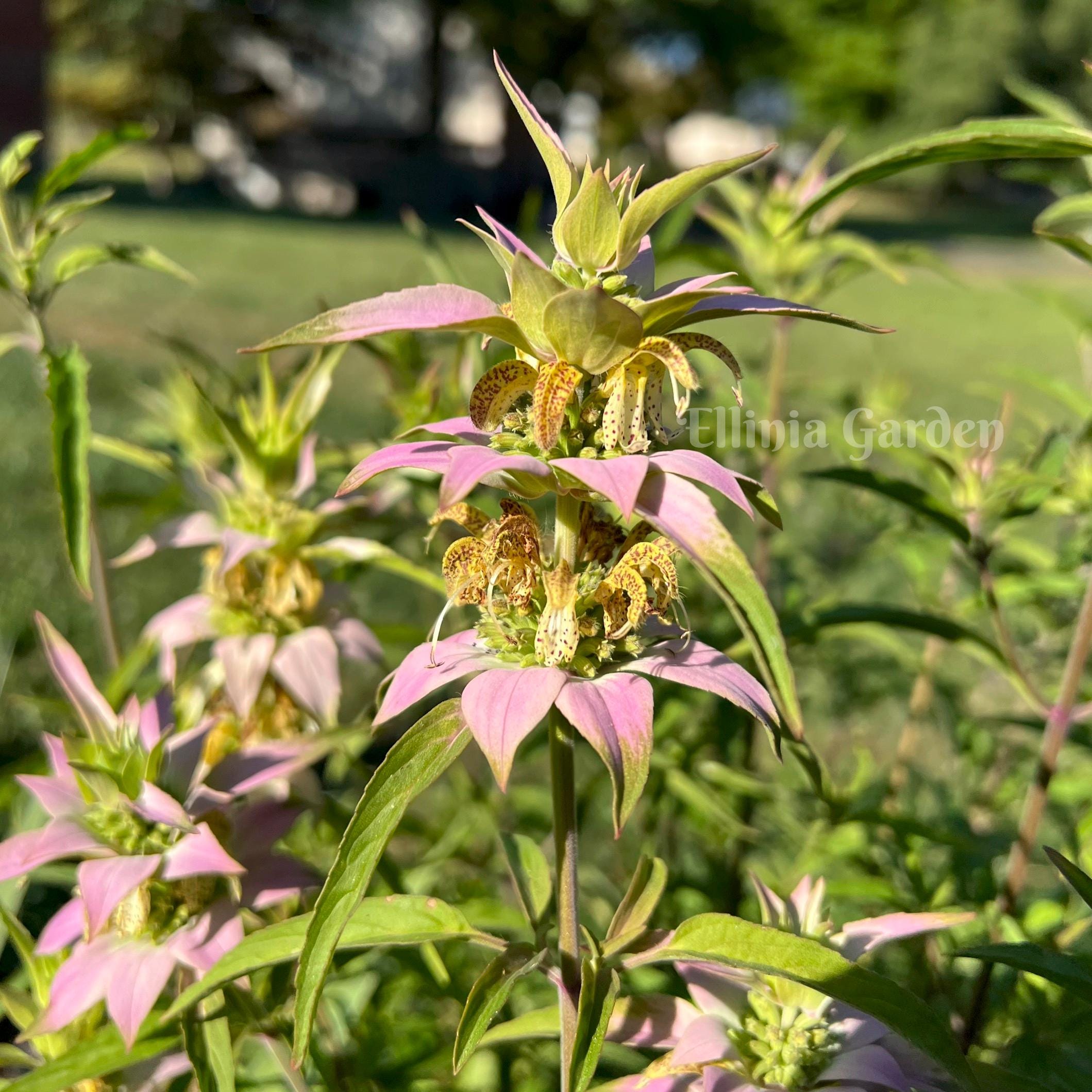 Spotted Bee Balm Flower Seeds - Etsy