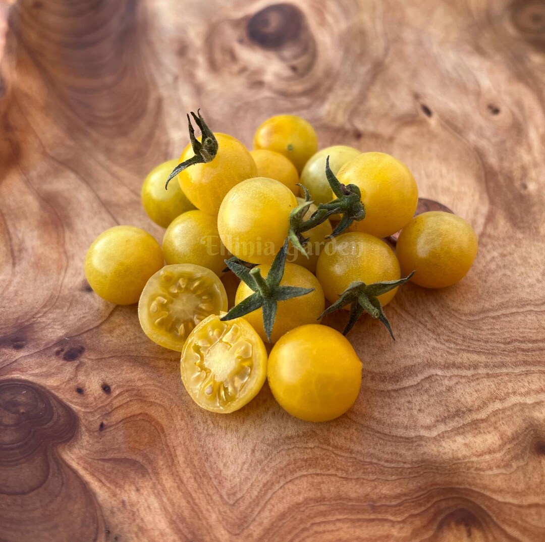 Coyote Cherry Tomato Seeds - Etsy