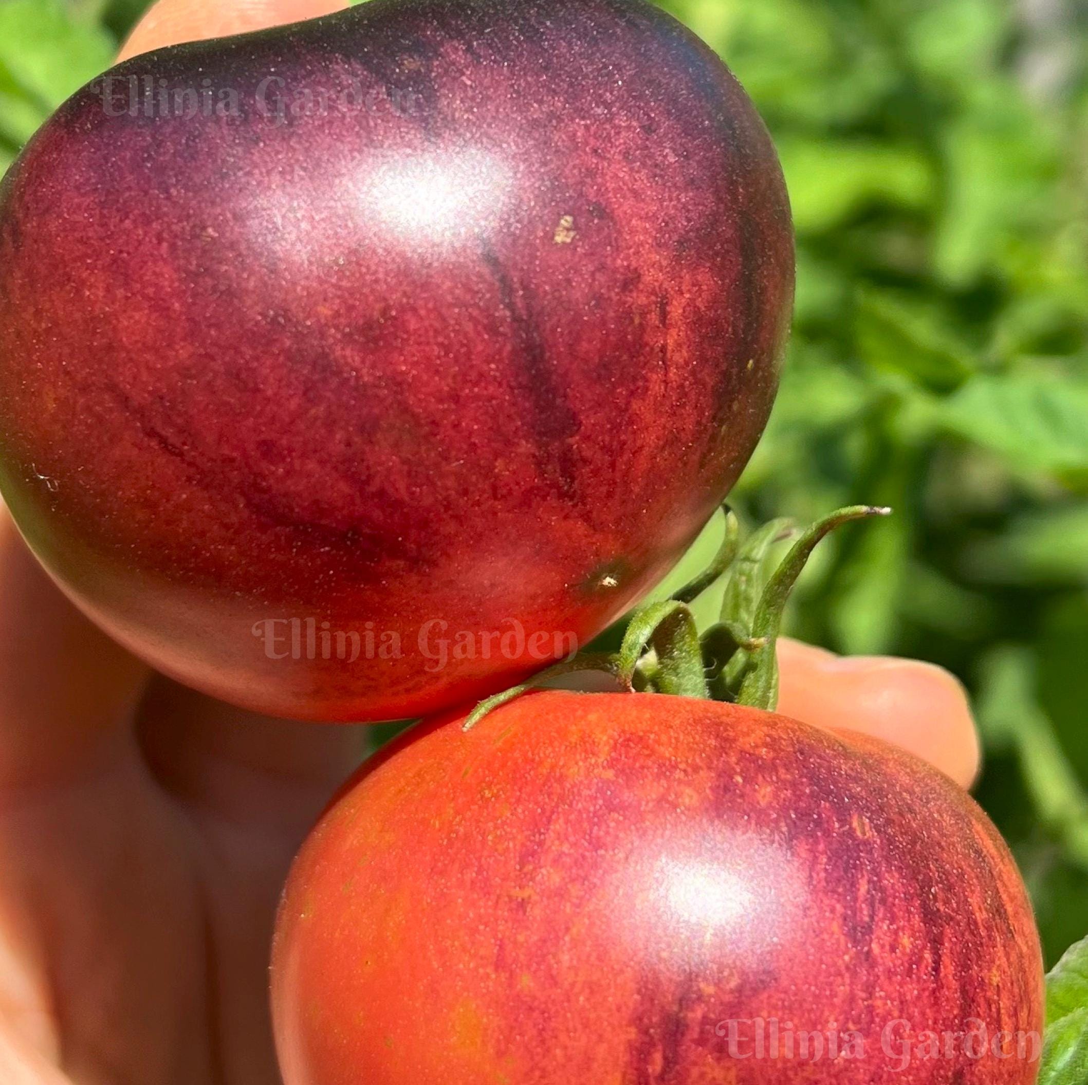 Amethyst Jewel Tomato Seeds - Etsy