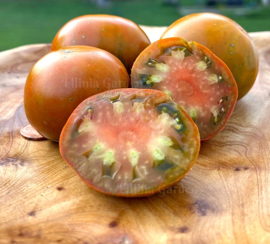 Thorburn's Terracotta Tomato Seeds - Etsy