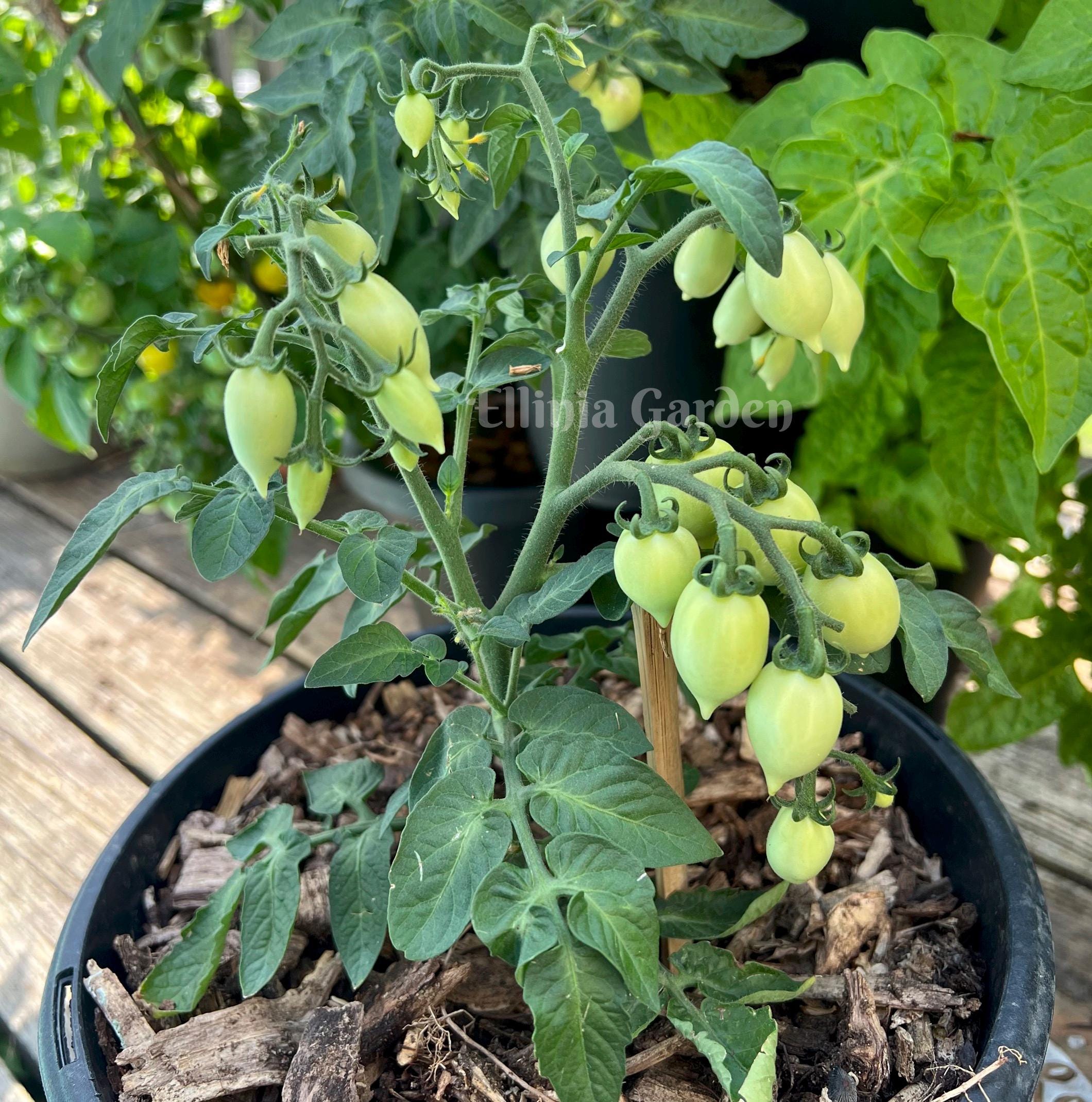 Little Heartbreaker Micro Dwarf Tomato Seeds - Etsy