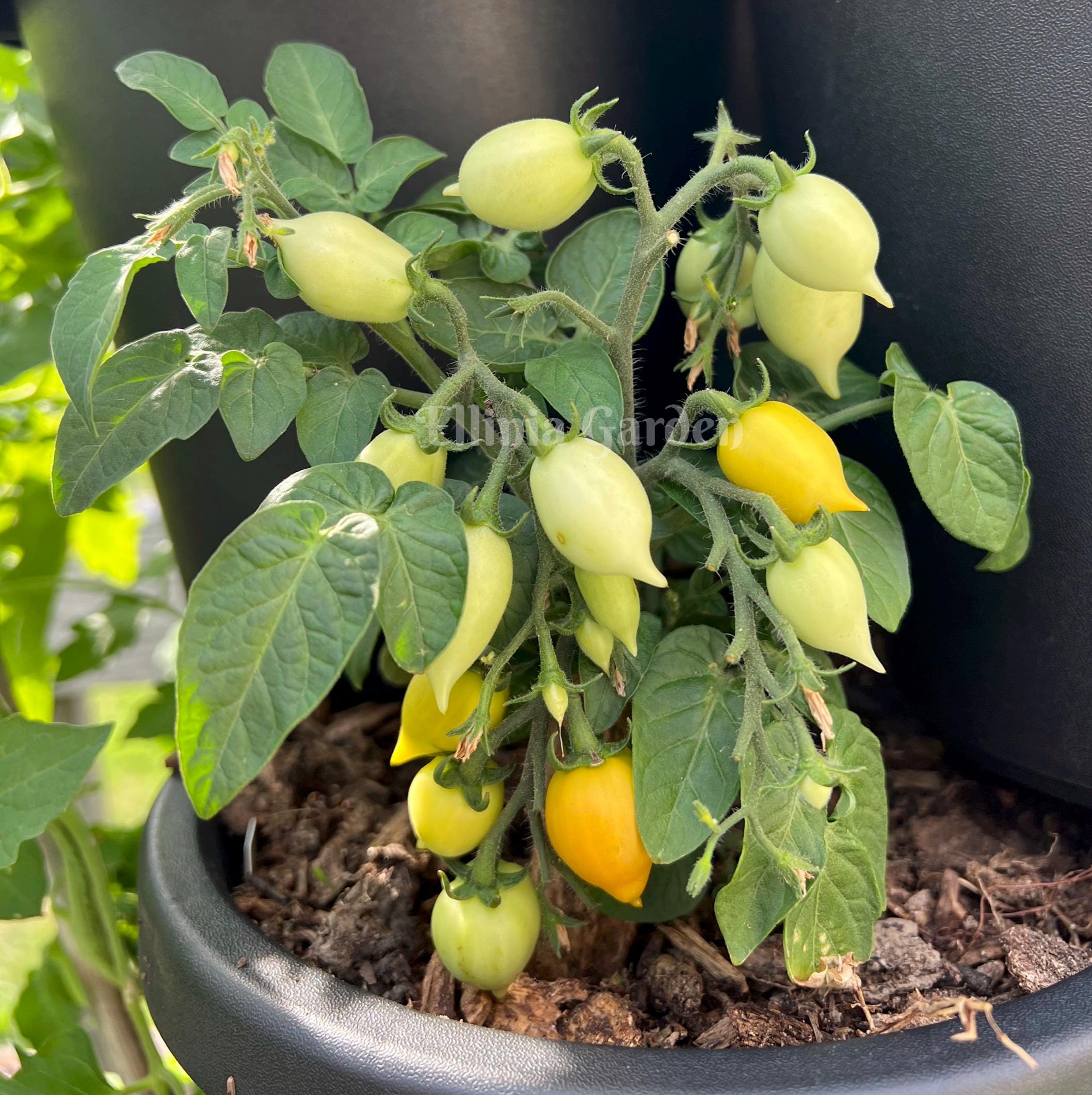 Little Heartbreaker Micro Dwarf Tomato Seeds - Etsy