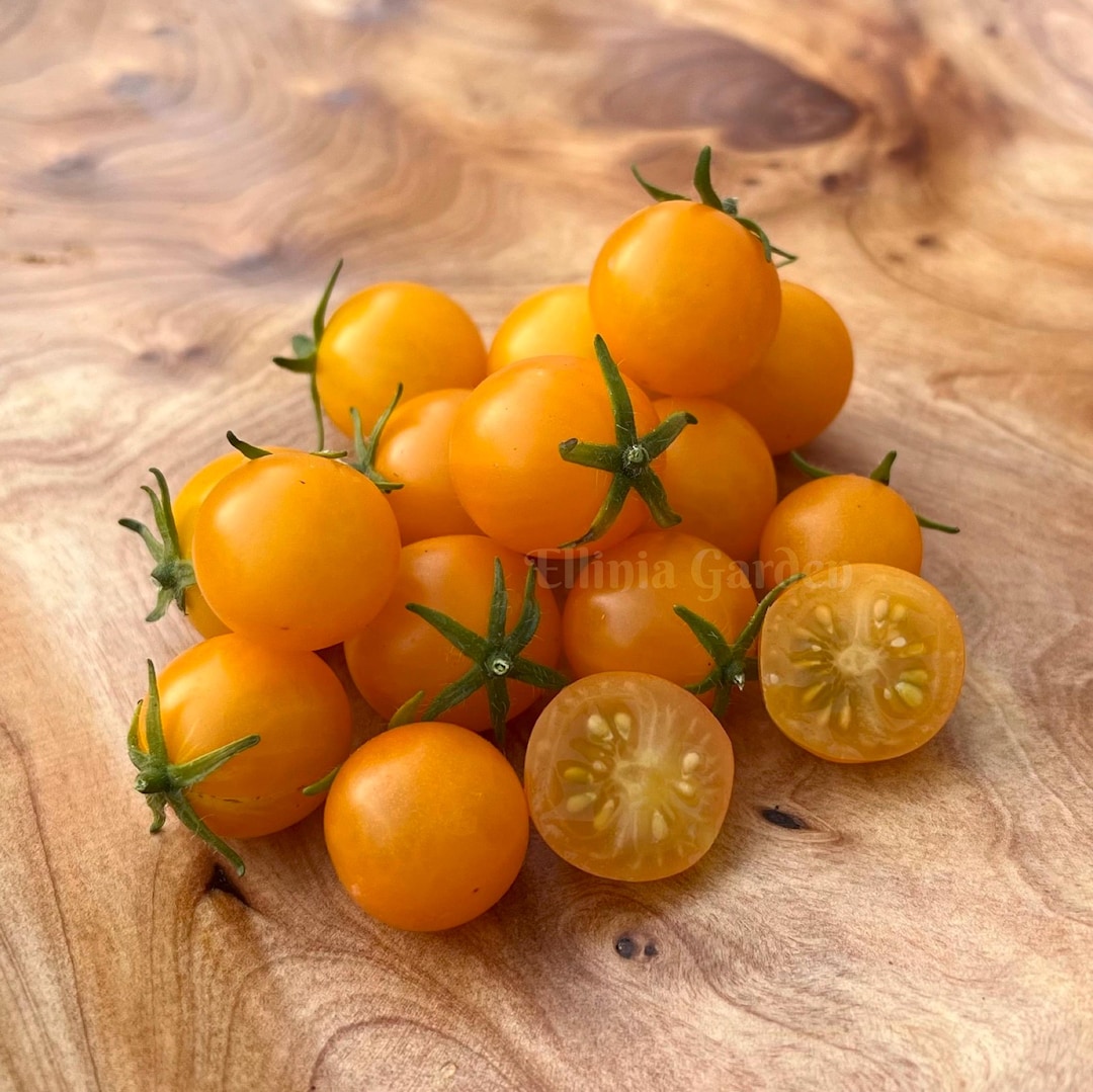 Venus Micro Dwarf Tomato Seeds - Etsy