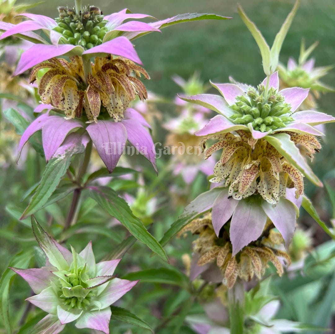 Spotted Bee Balm Flower Seeds - Etsy