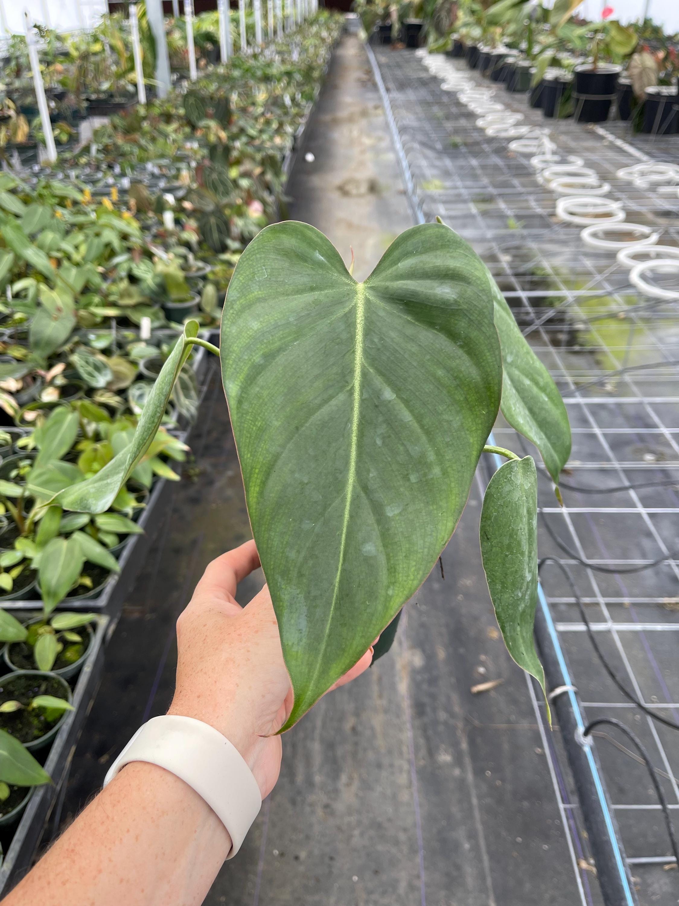 Philodendron “jose’s Glory” | Jose Buno X Gloriosum | NEW PHILODENDRON ...