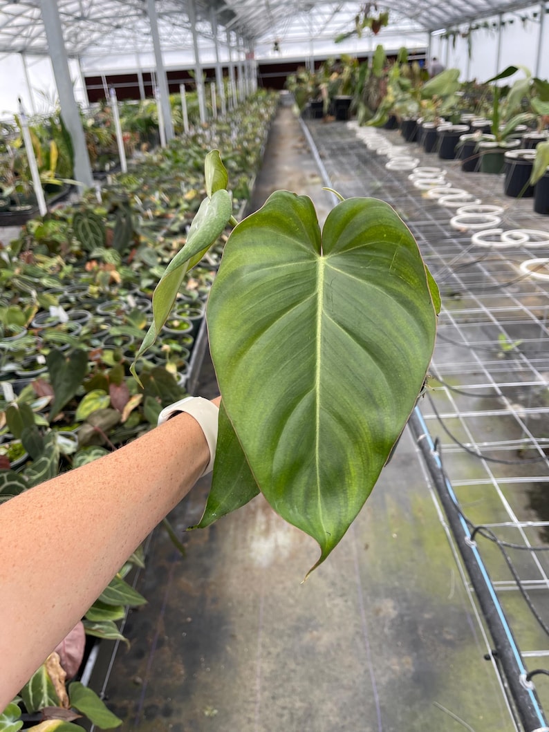 Philodendron “jose’s Glory” | Jose Buno X Gloriosum | NEW PHILODENDRON ...