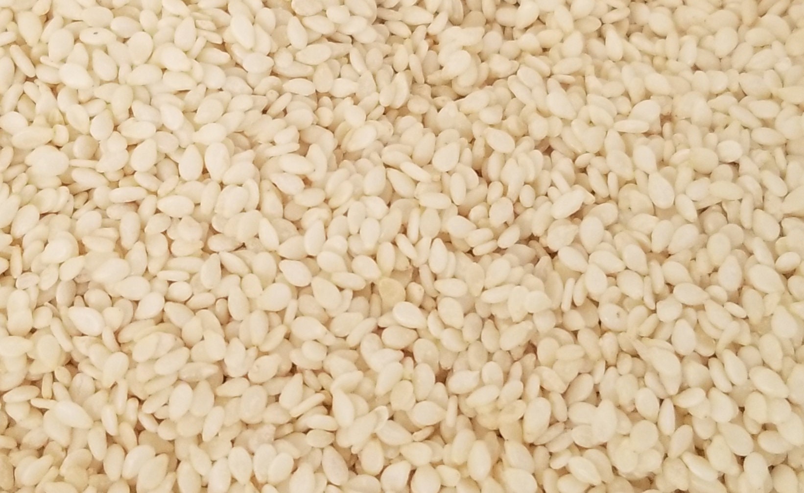 One Singular Sesame Seed