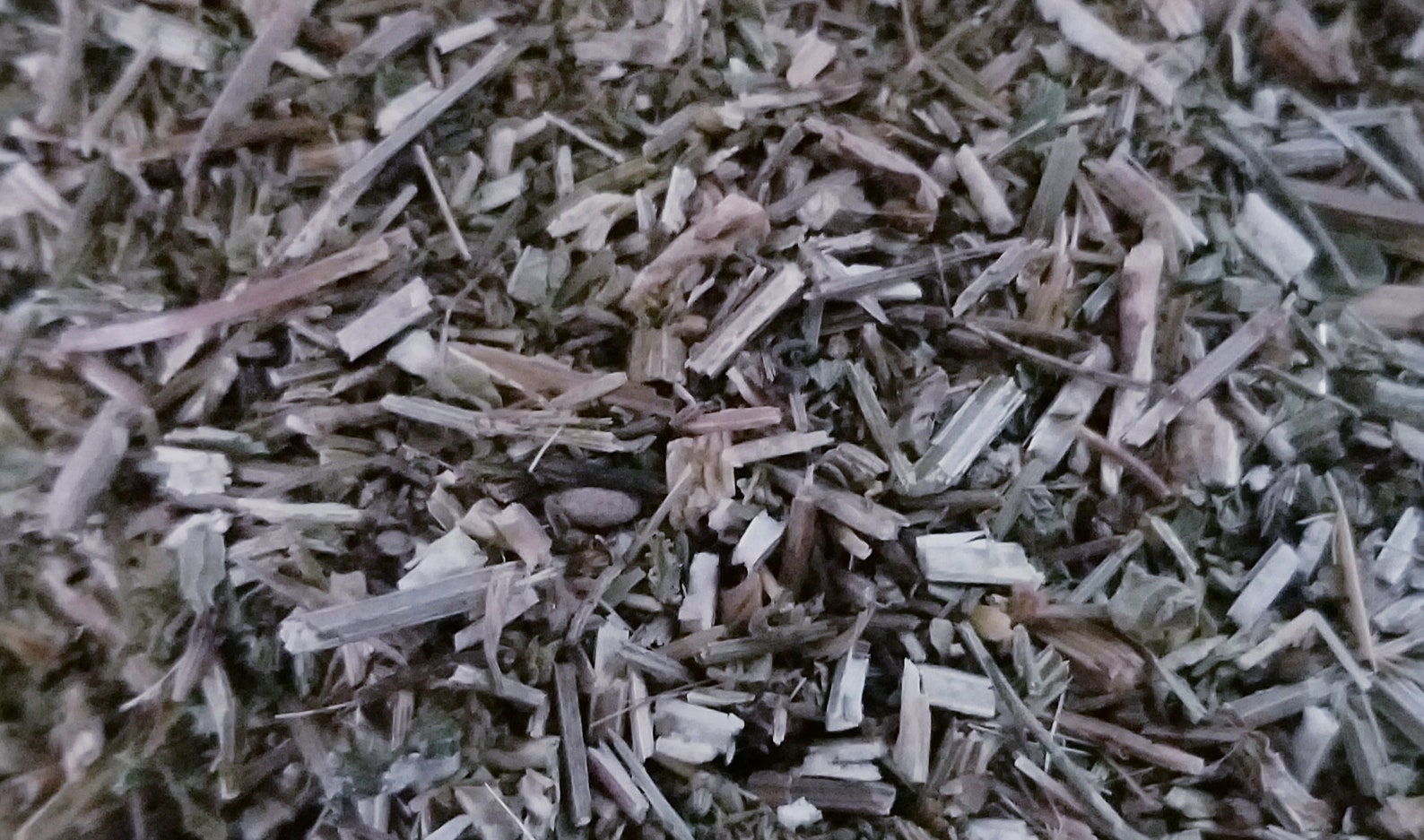 Blue Vervain, 1 Oz Dry Blue Vervain, Blue Vervain Tea, Herbal Tea ...