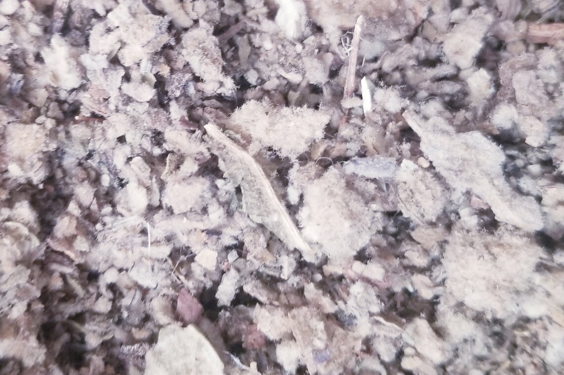 Mullein 1 Oz Dry Mullein Mullein Leaf Dried Mullein - Etsy