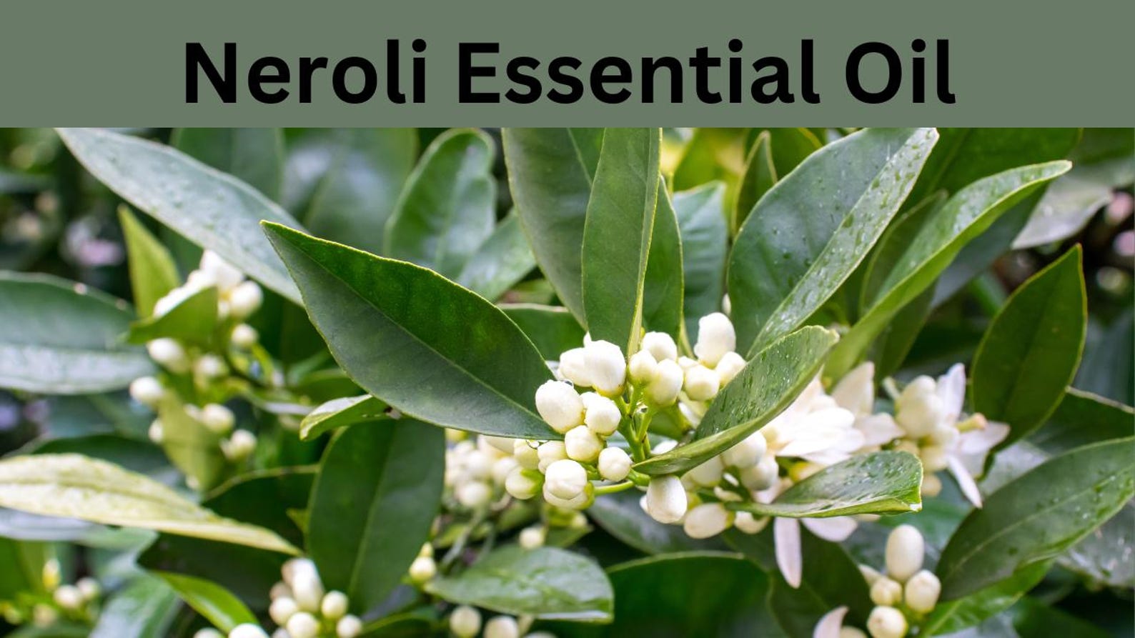 Neroli Essential Oil Printable Labels Template – 154 Pre-formatted Half ...
