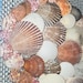 40 Beautiful Sea Scallop Shells – Handpicked From the Beautiful Florida ...