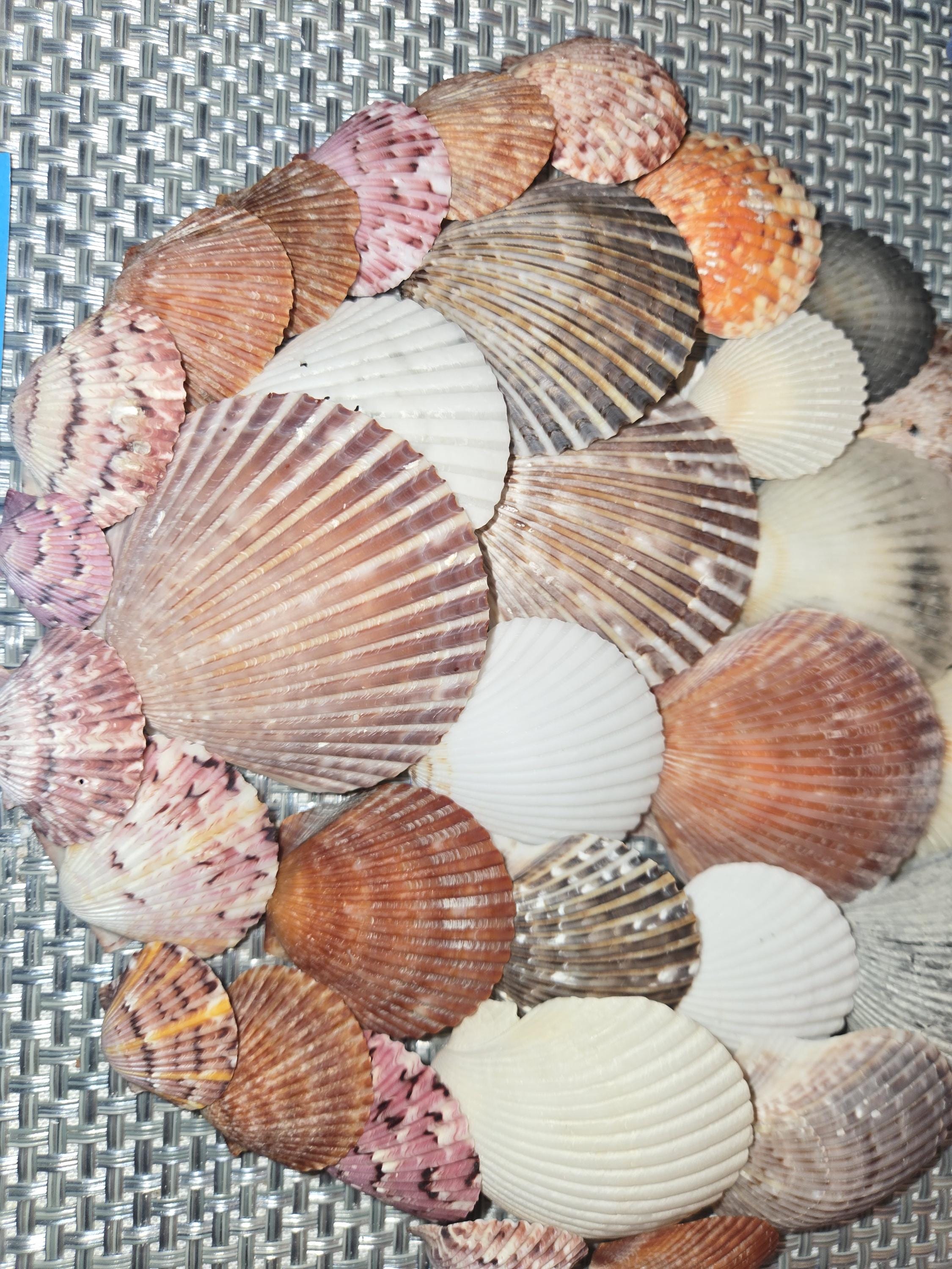 40 Beautiful Sea Scallop Shells – Handpicked From the Beautiful Florida ...