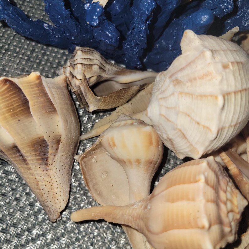 Lightning Whelk Seashells for Crafting - 30 Handpicked Imperfect Shells ...