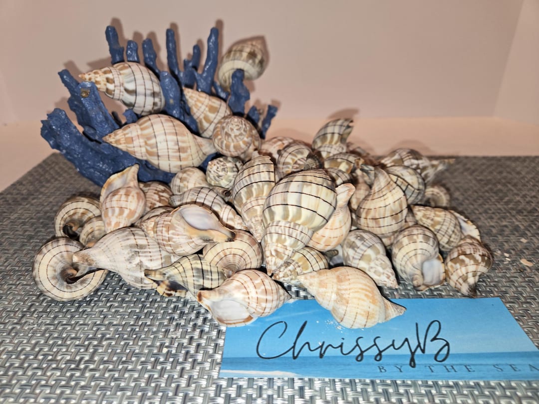 30 Unique Banded Tulip Seashells – Handpicked From Florida’s Gulf Coast ...