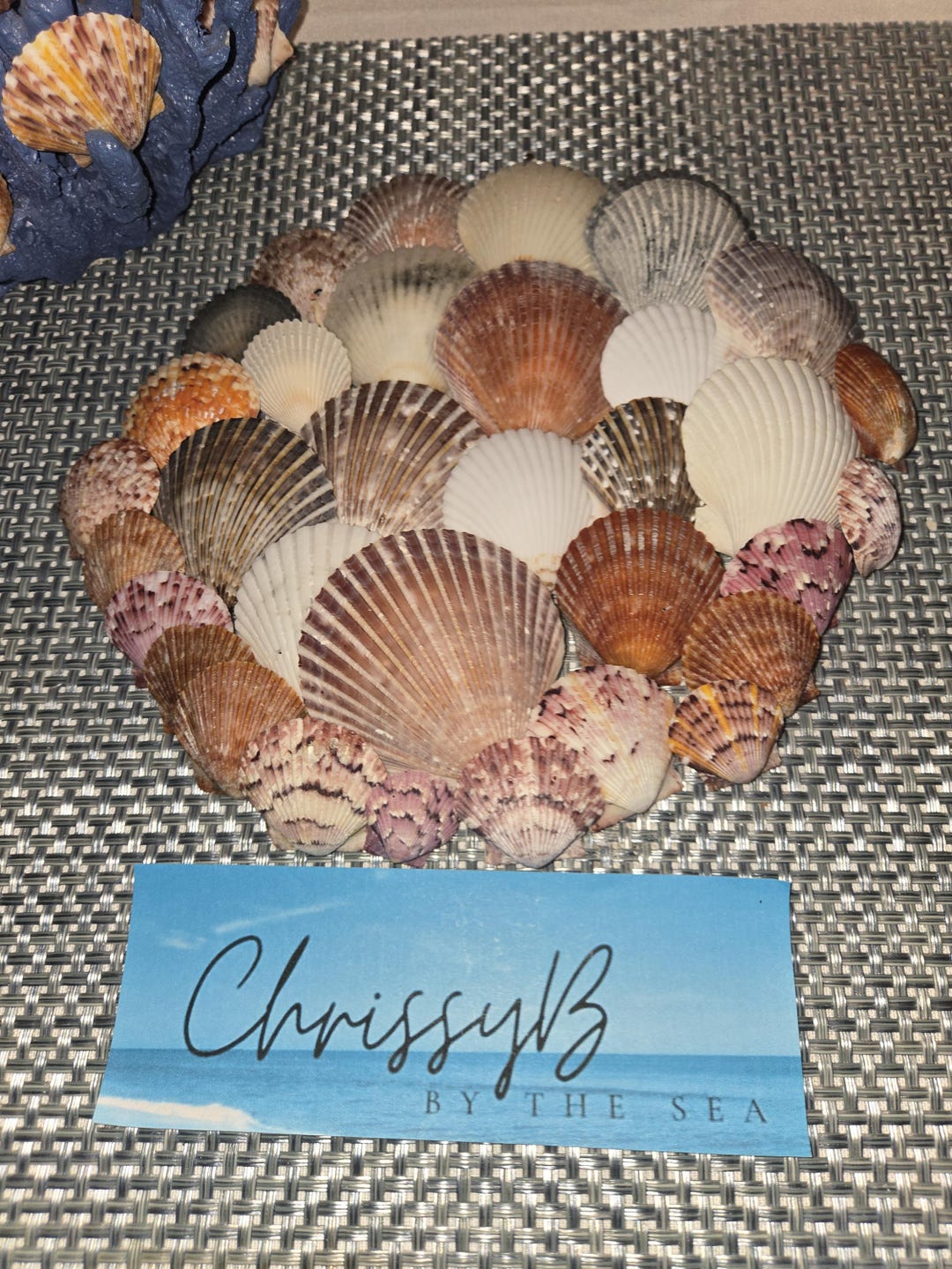 40 Beautiful Sea Scallop Shells – Handpicked From the Beautiful Florida ...