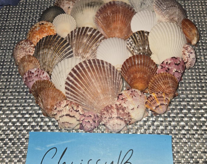 40 Beautiful Sea Scallop Shells – Handpicked From the Beautiful Florida ...