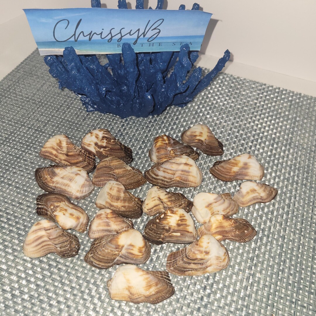 20 Striking Mossy Ark Shells – Earthy Textures From the Florida Gulf ...