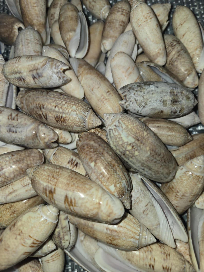 Lettered Olive Seashells: Handpicked Florida Gulf Coast Treasures, Set ...