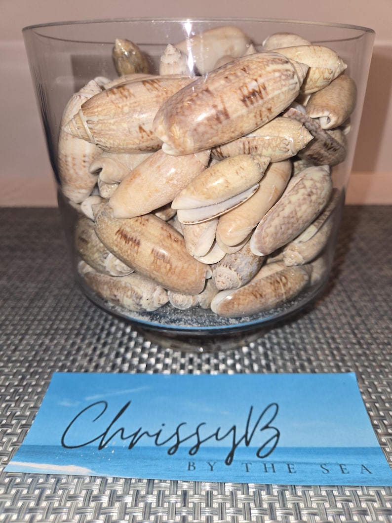 15 Beautiful Lettered Olive Seashells – Handpicked Treasures From ...